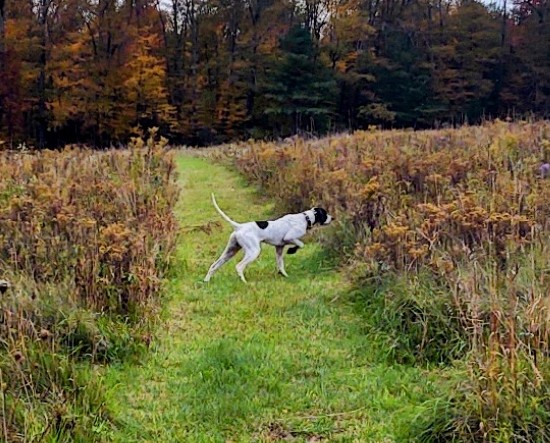 UFTA - United Field Trialers Association